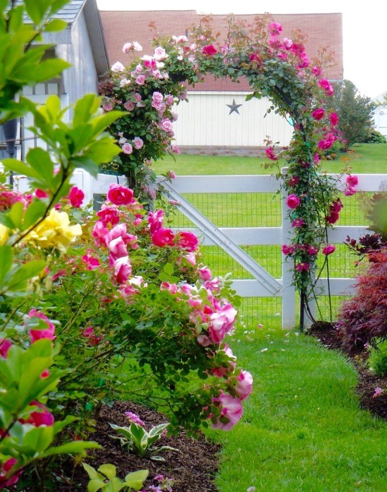 Favorite Carefree Wonder Roses - KristyWicks.com