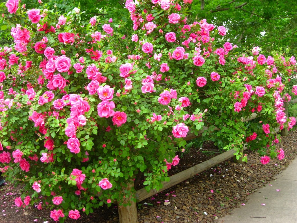 Favorite Carefree Wonder Roses - KristyWicks.com